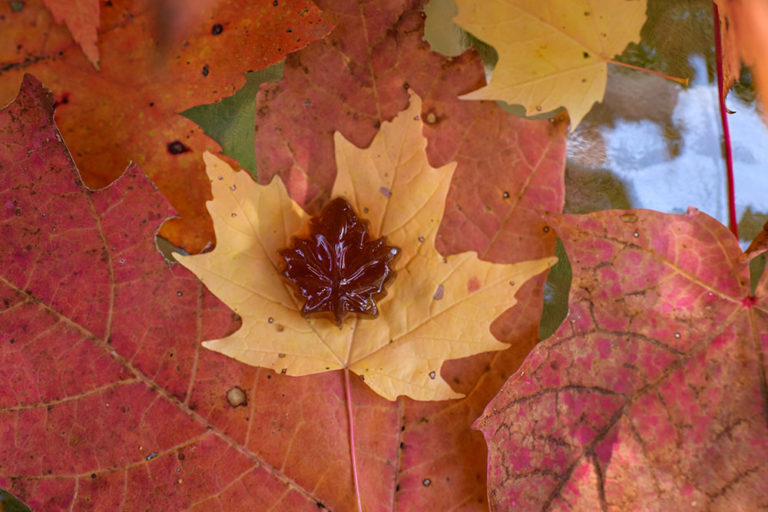 Maple Cream Chocolates – Maple Orchard Farms